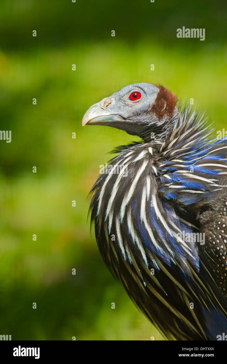 Vulturine Guineafowl (Acryllium vulturinum Stock Photo - Alamy