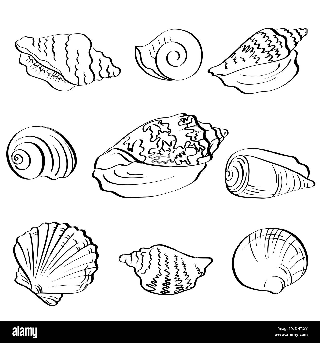 Outline drawing shell Black and White Stock Photos & Images - Alamy