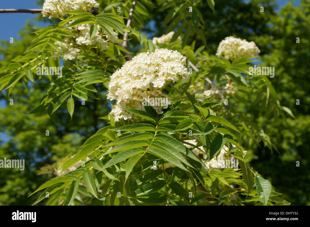 Japanese rowan hi-res stock photography and images - Alamy