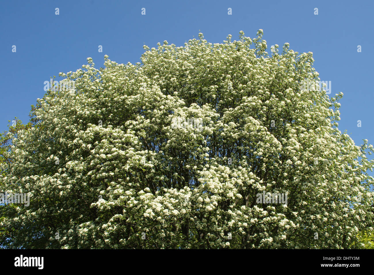Swedish White Beam Tree High Resolution Stock Photography and Images ...