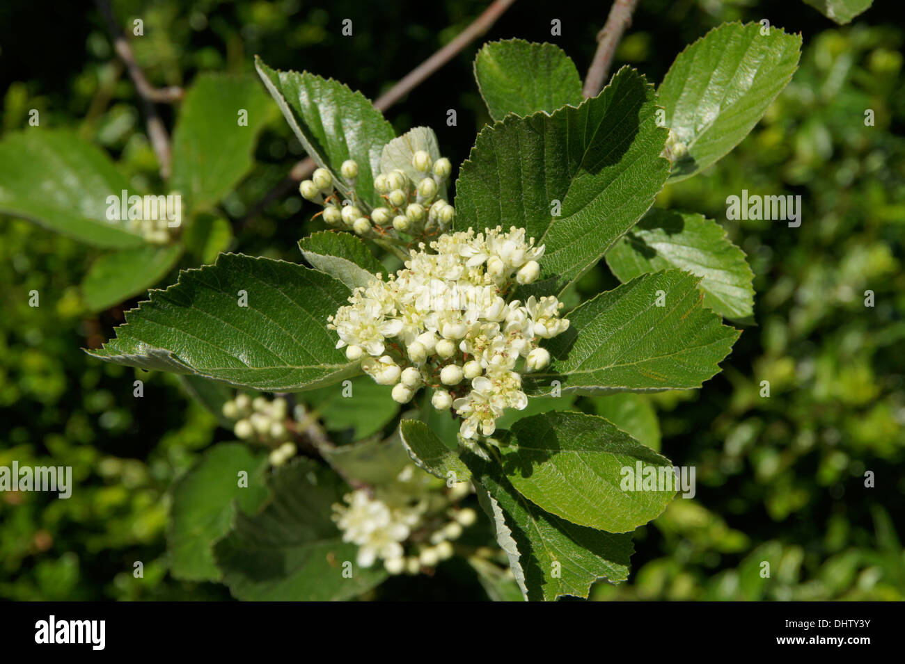 Rock whitebeam hi-res stock photography and images - Alamy