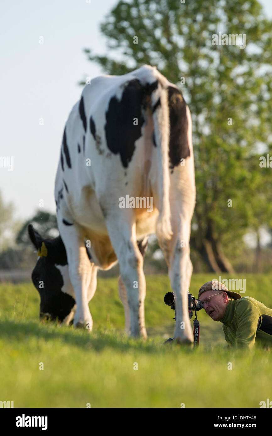 Netherlands, Weesp, Cows in meadow. Photographer Frans Lemmens Stock ...