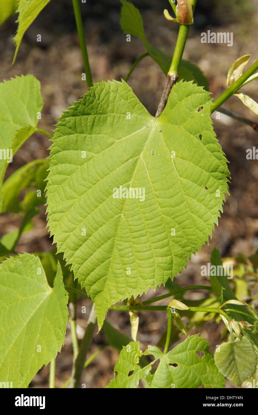 American linden leaf hi-res stock photography and images - Alamy