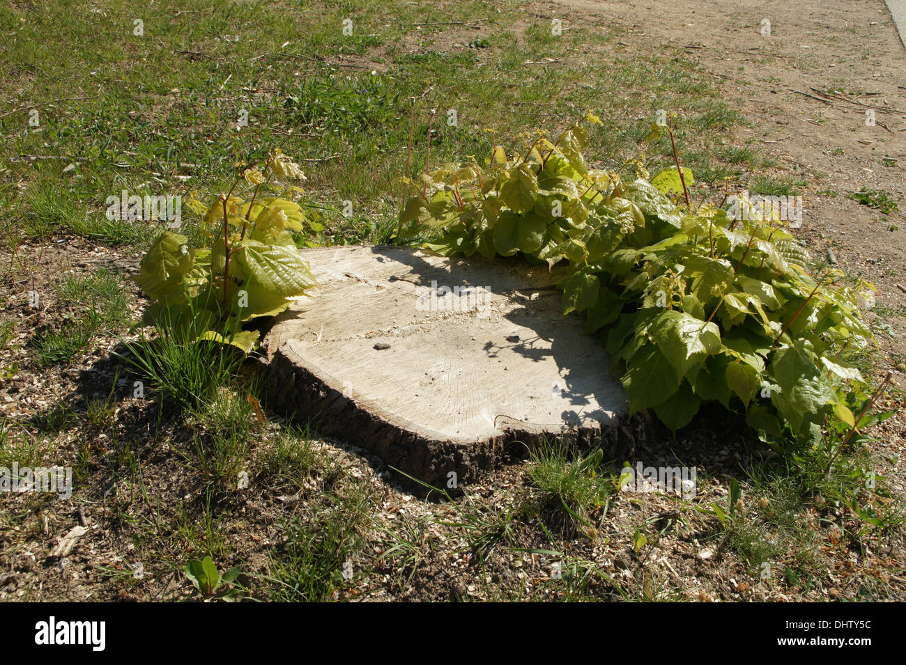 Coppiced hi-res stock photography and images - Alamy