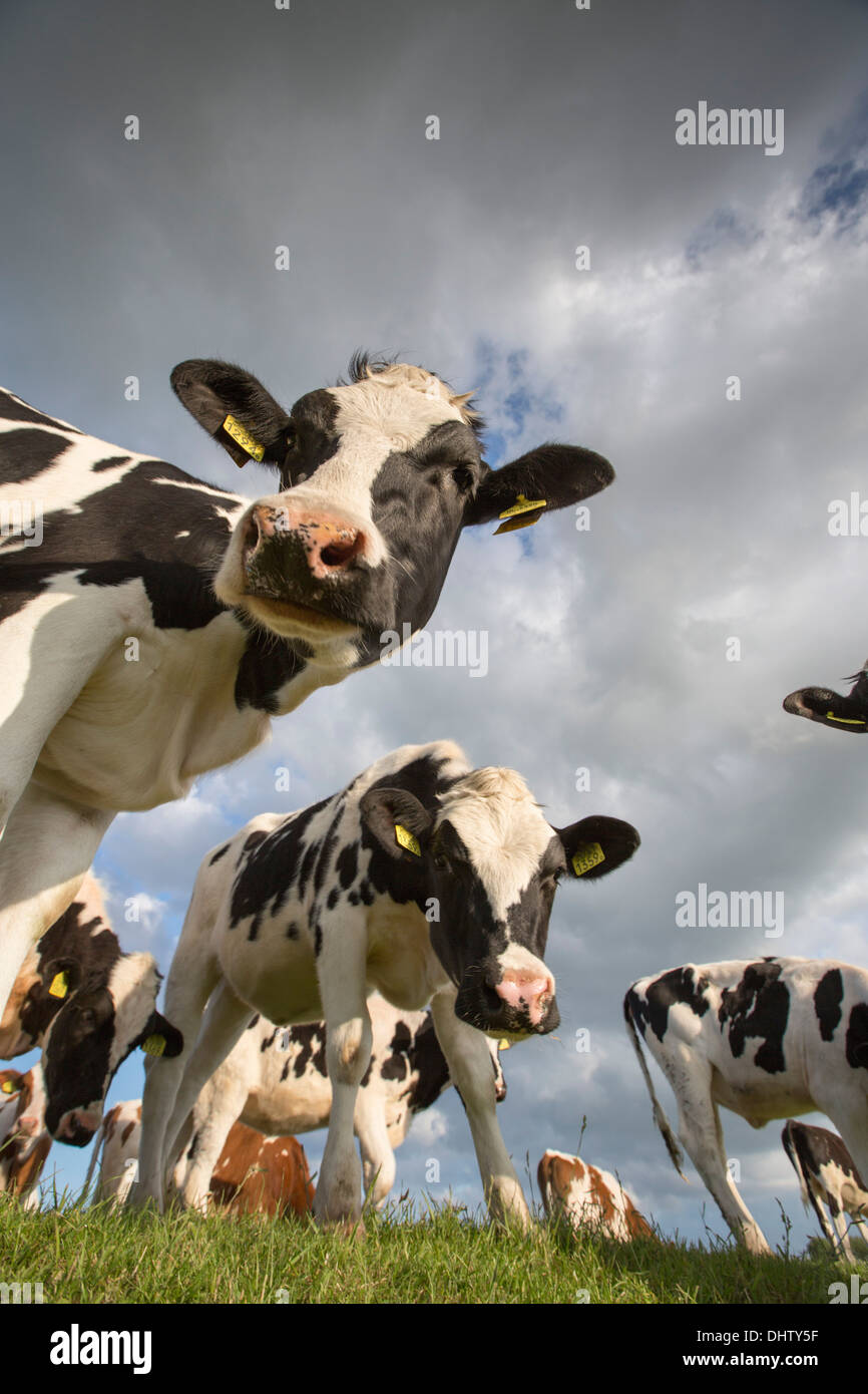 Four cows in meadow hi-res stock photography and images - Alamy