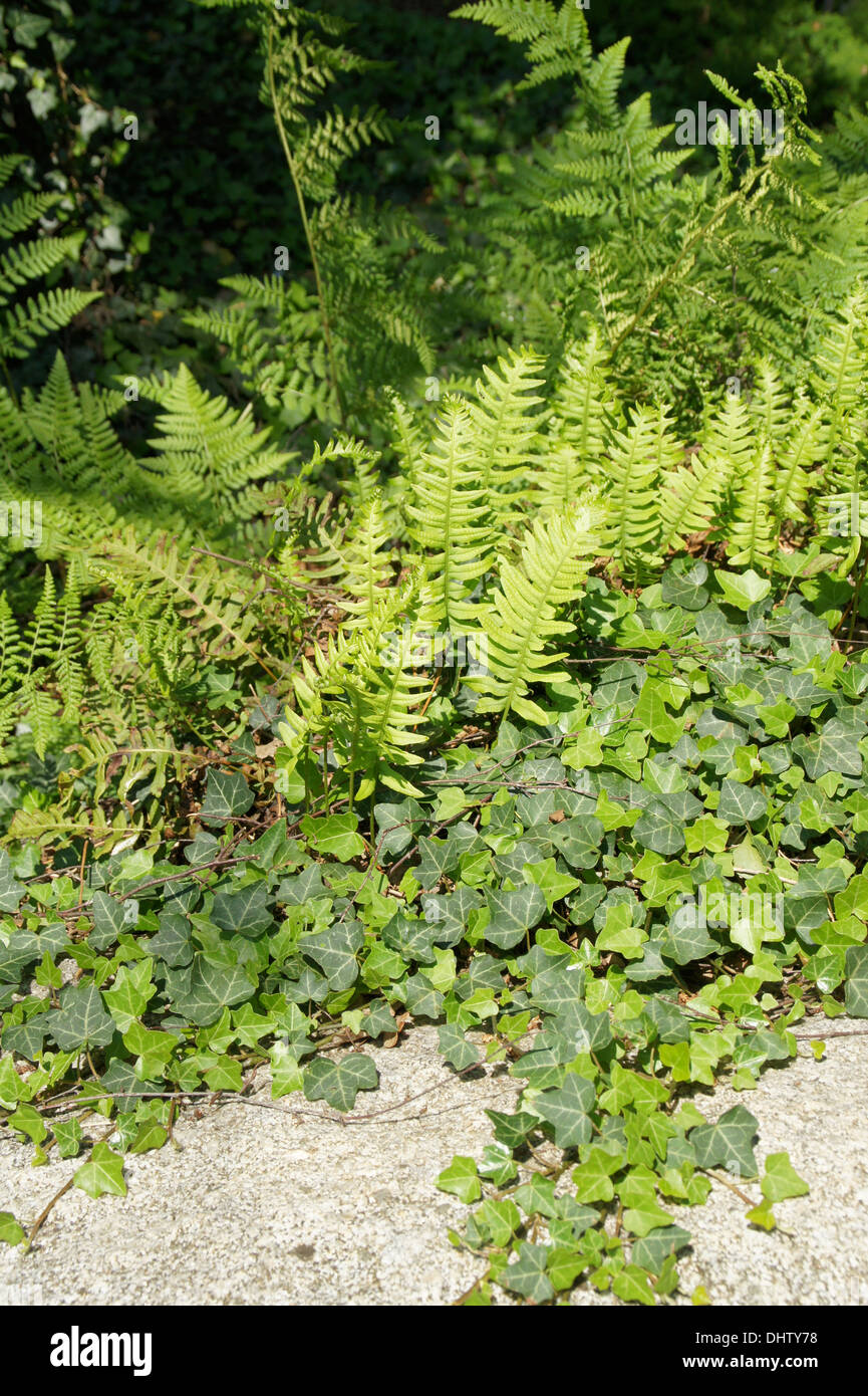 Rockcap ferns hi-res stock photography and images - Alamy
