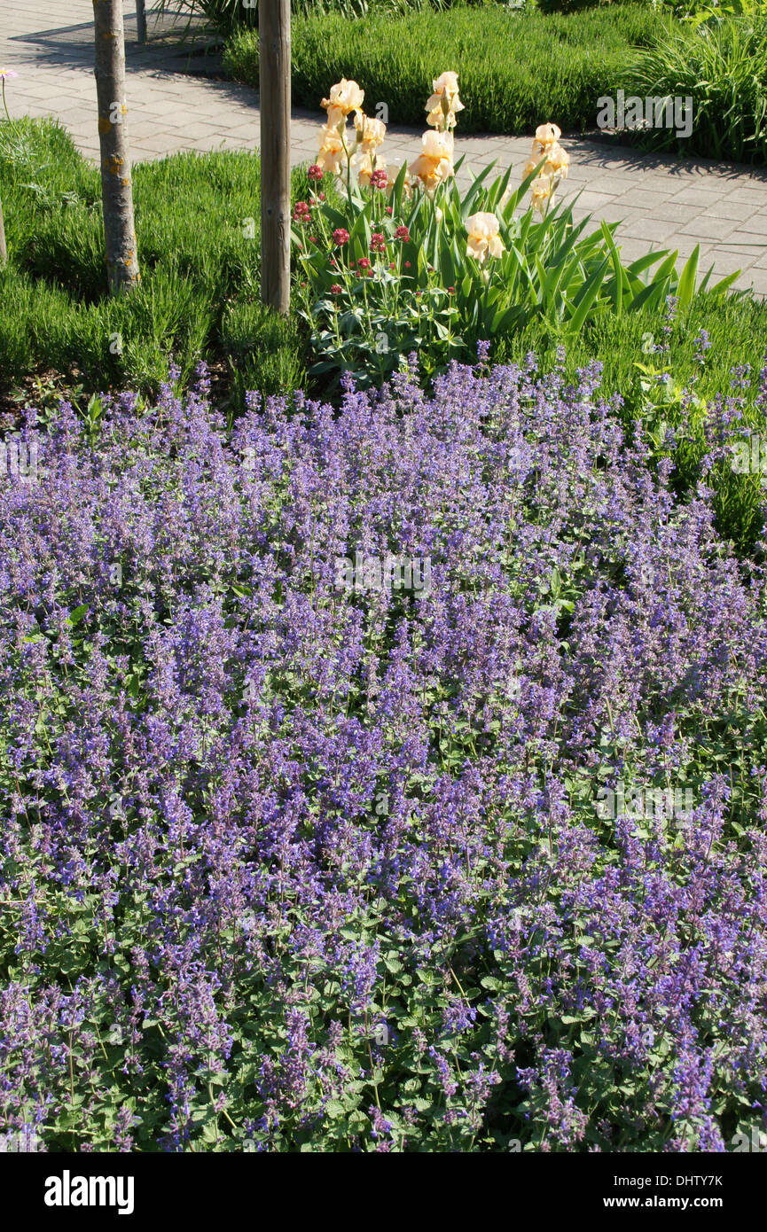 Catmint nepeta racemosa hi-res stock photography and images - Alamy