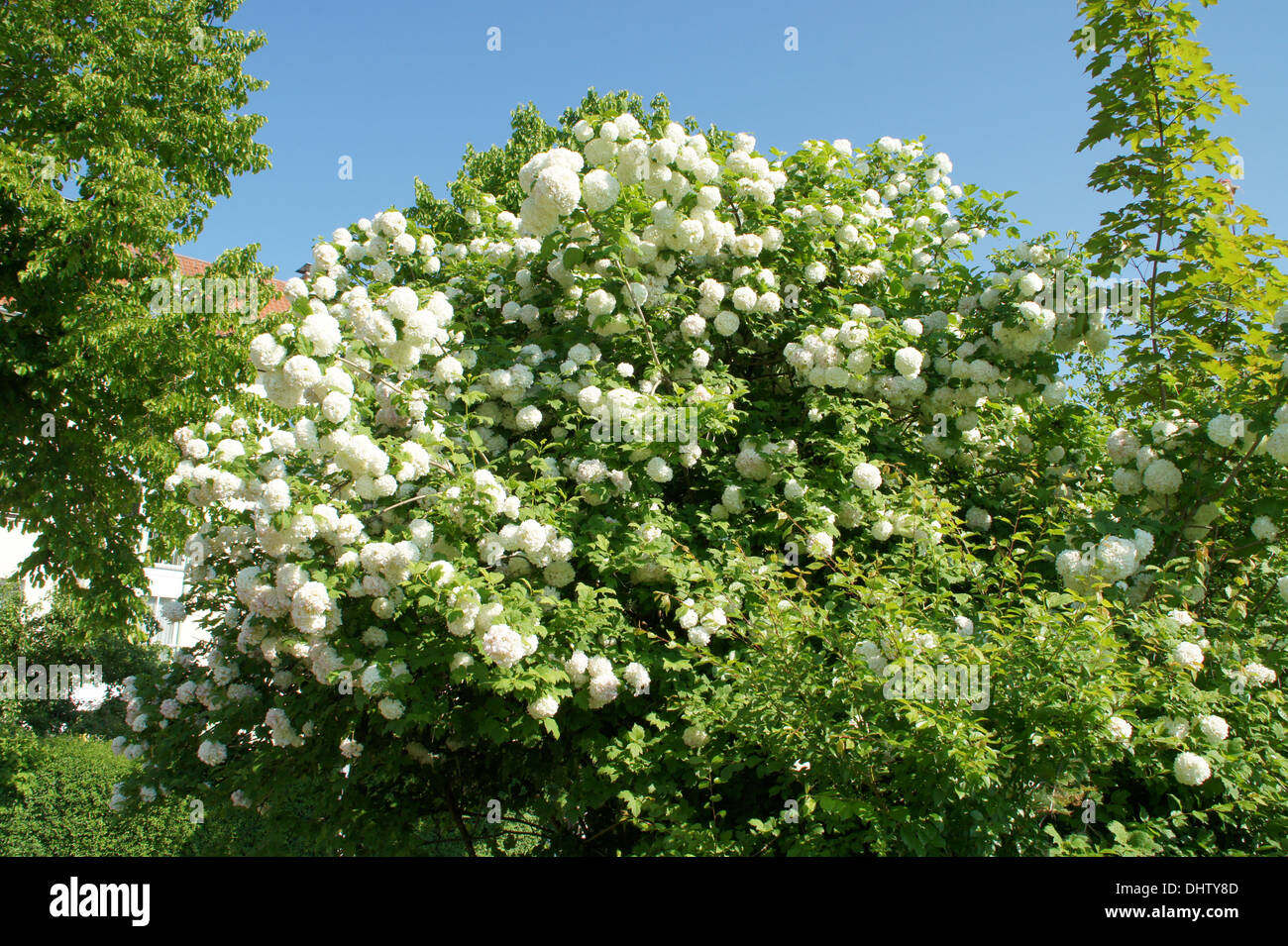 Shrub snowball hi-res stock photography and images - Alamy