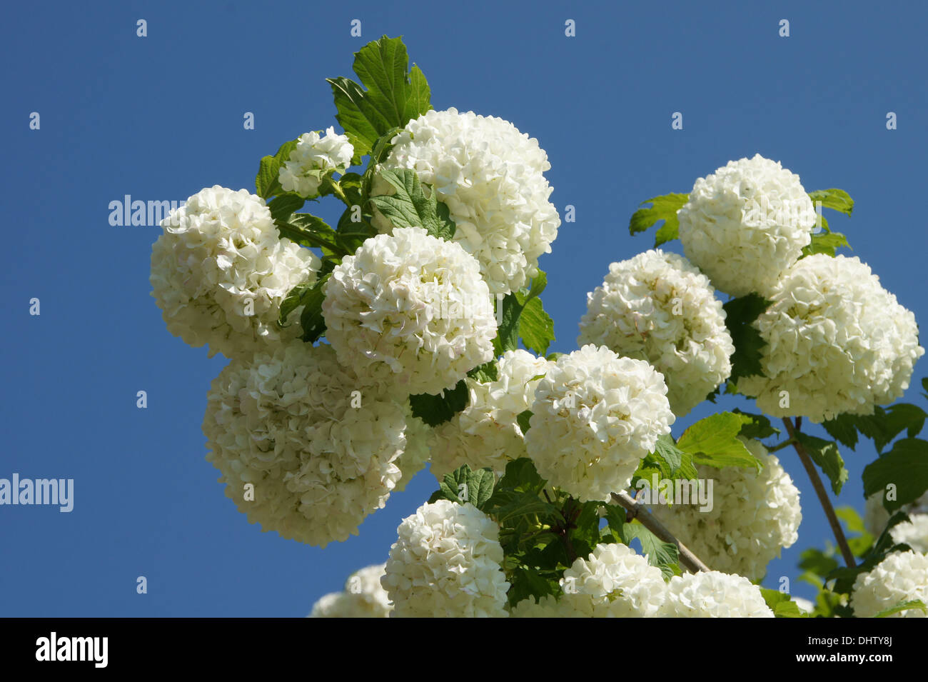 Shrub snowball hi-res stock photography and images - Alamy