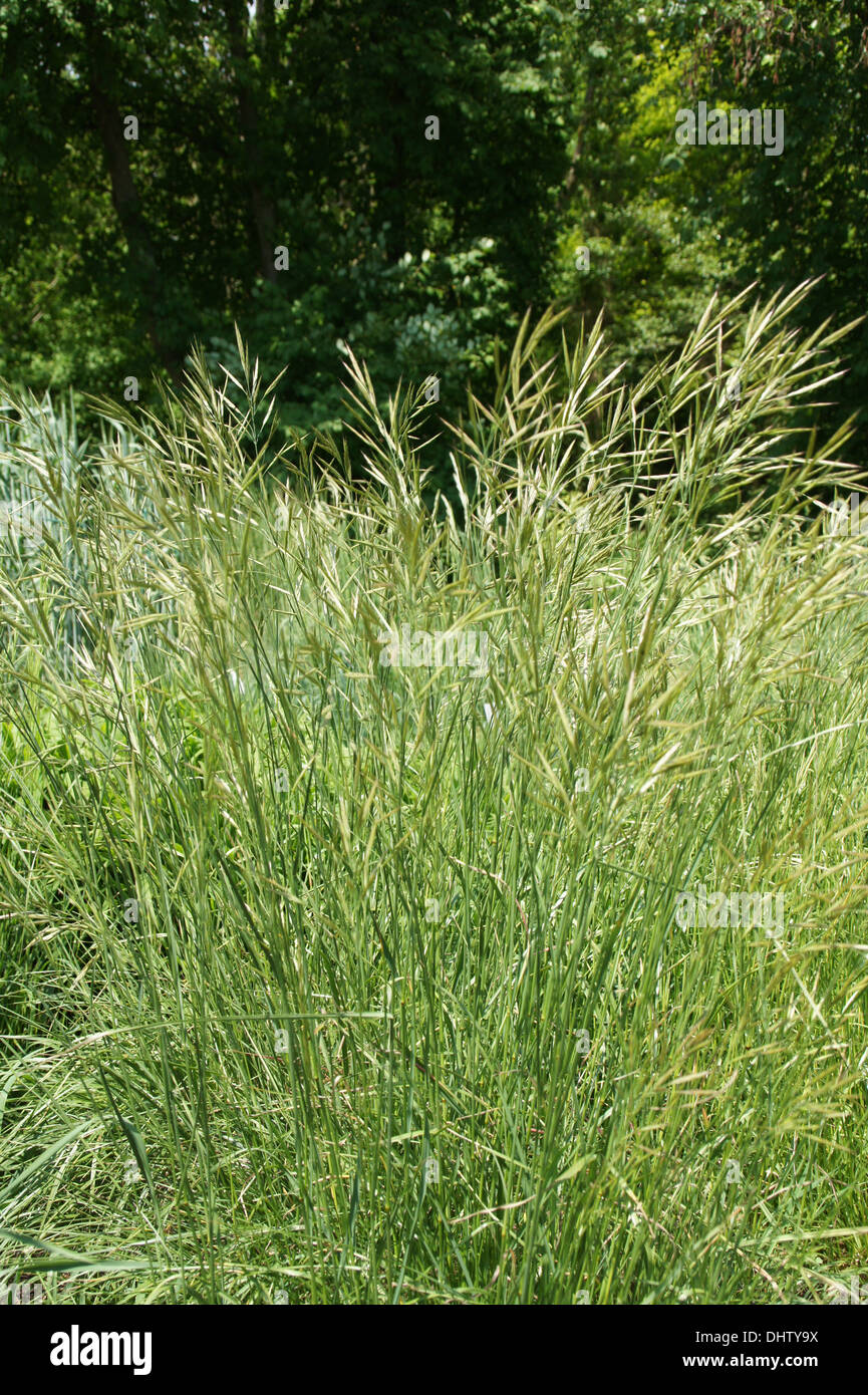 Chess Grass High Resolution Stock Photography and Images - Alamy