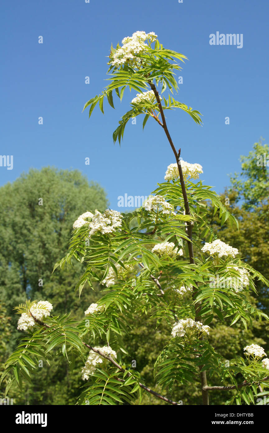Sorbus Commixta Japanese Rowan Tree High Resolution Stock Photography ...