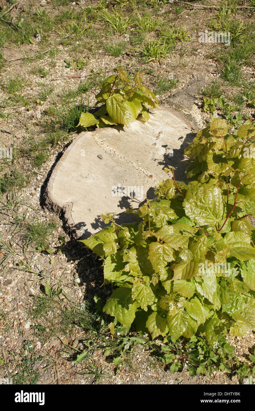 Coppiced hi-res stock photography and images - Alamy