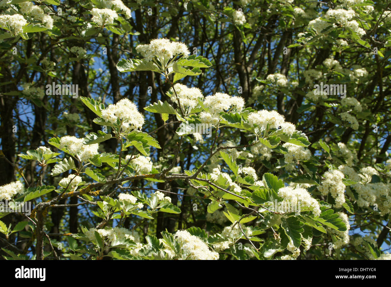 Swedish white beam tree hi-res stock photography and images - Alamy