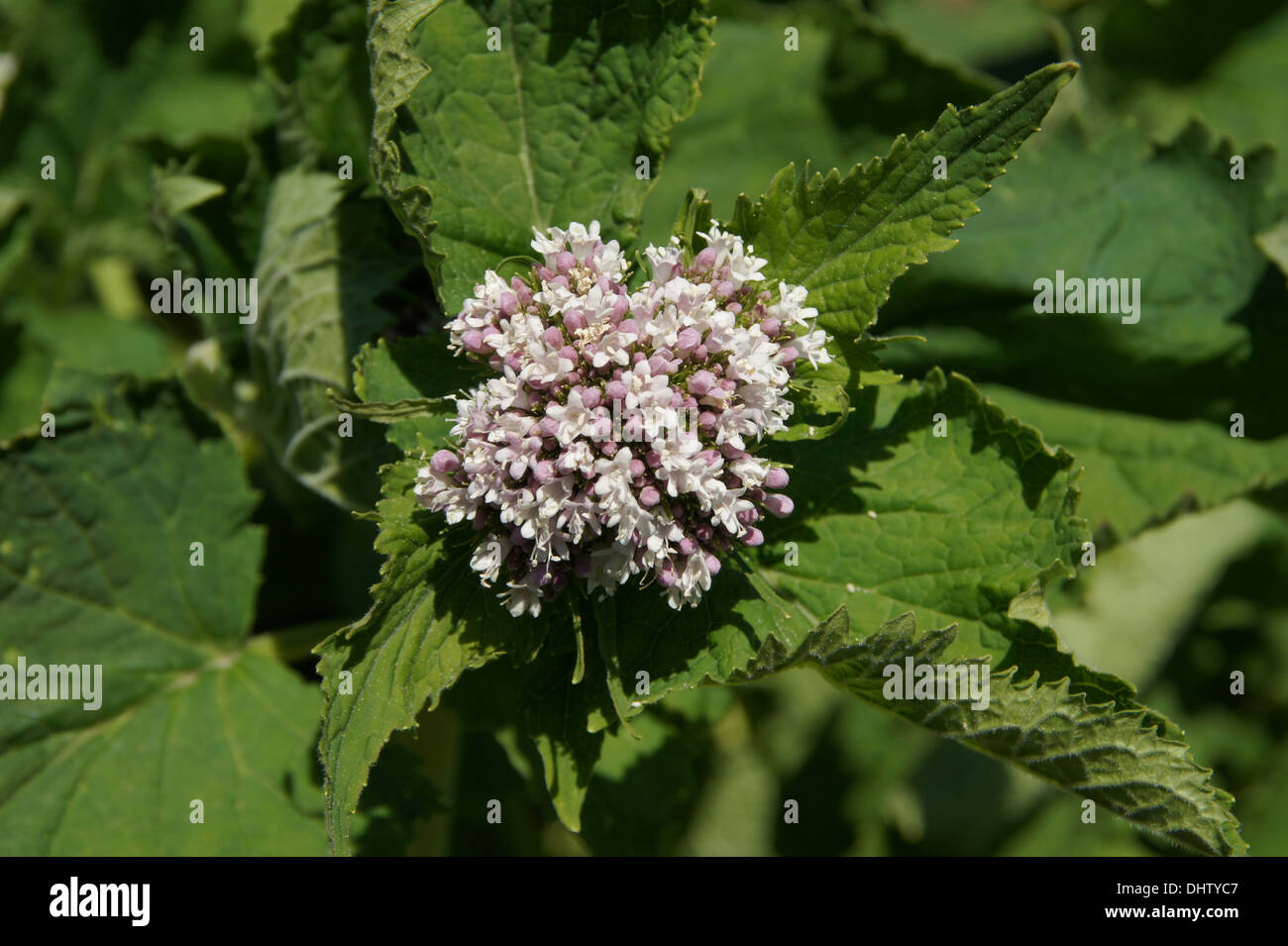 Valeriana officinalis garten baldrian hi-res stock photography and ...