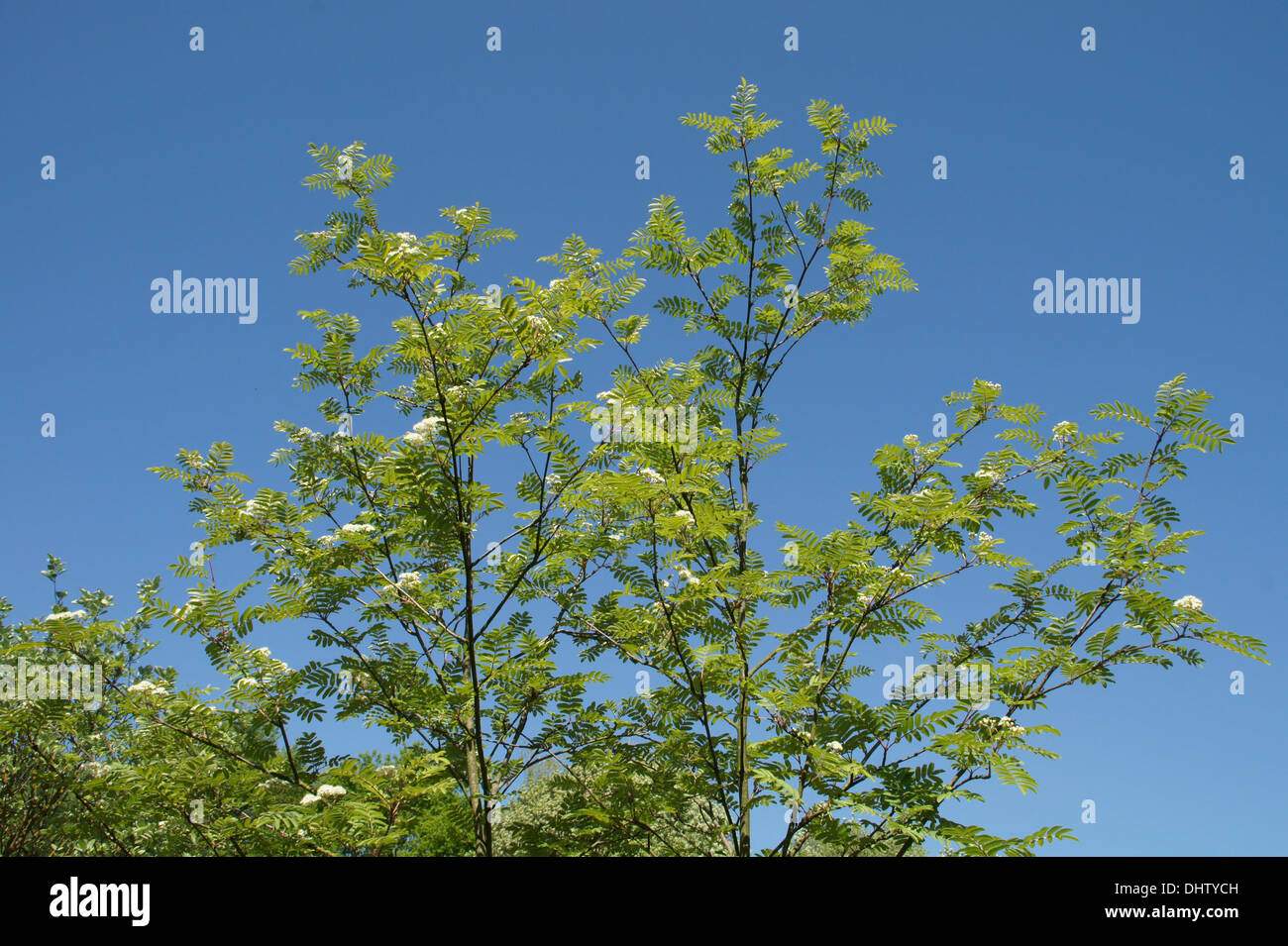 Chinese rowan tree hi-res stock photography and images - Alamy