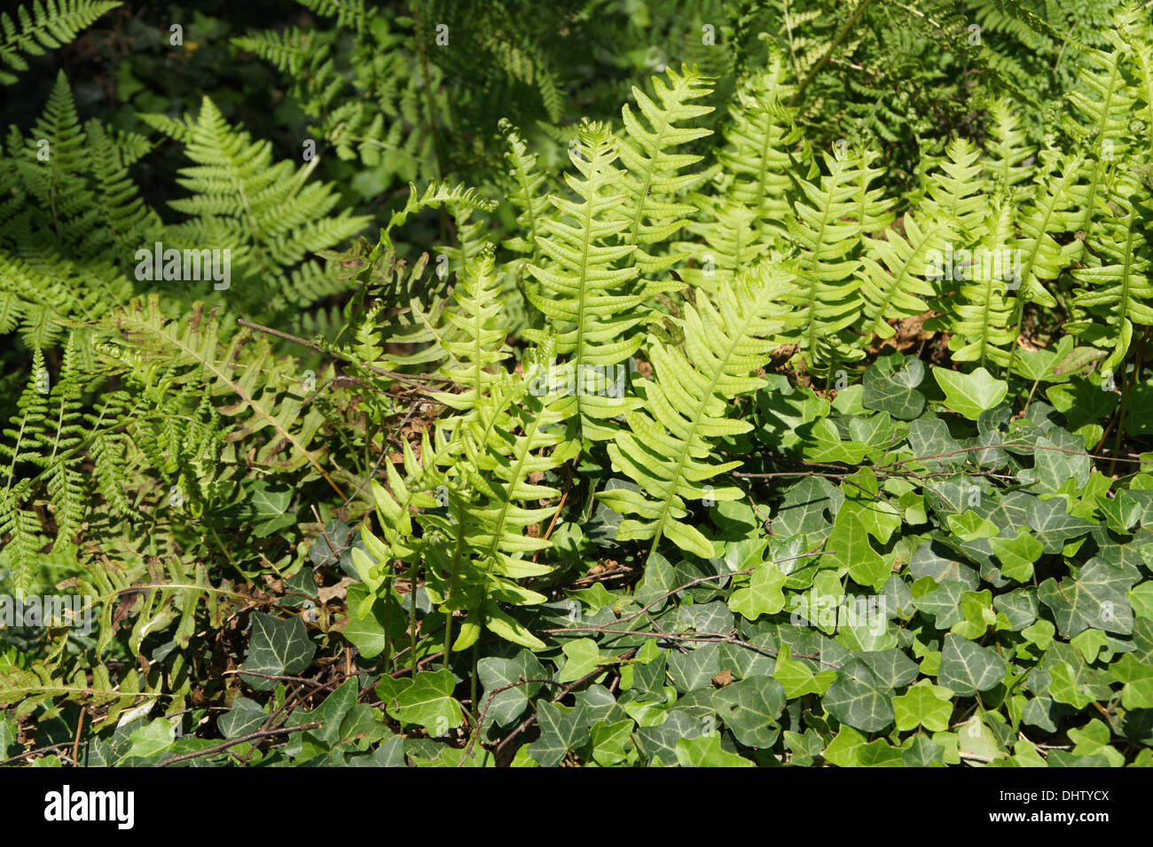 Rockcap ferns hi-res stock photography and images - Alamy