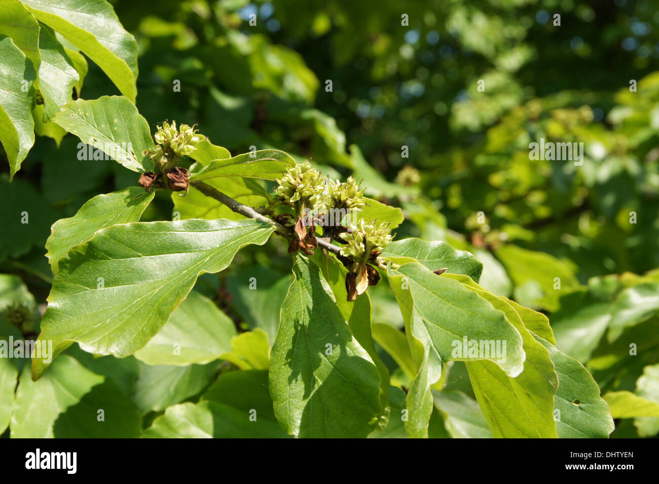 Ironwood tree hi-res stock photography and images - Alamy