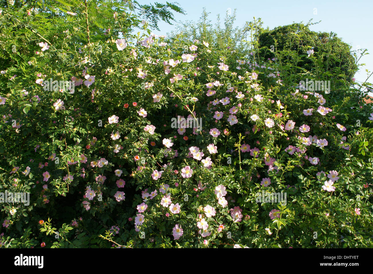 The dog rose hi-res stock photography and images - Alamy