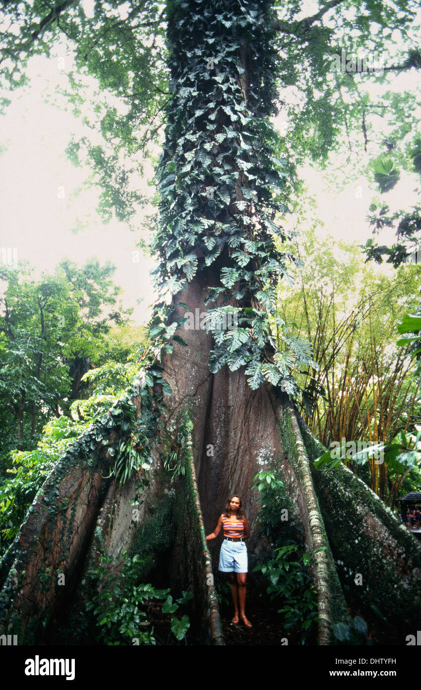 huge tree, amazon rainforest, belem, state of para, amazon region ...