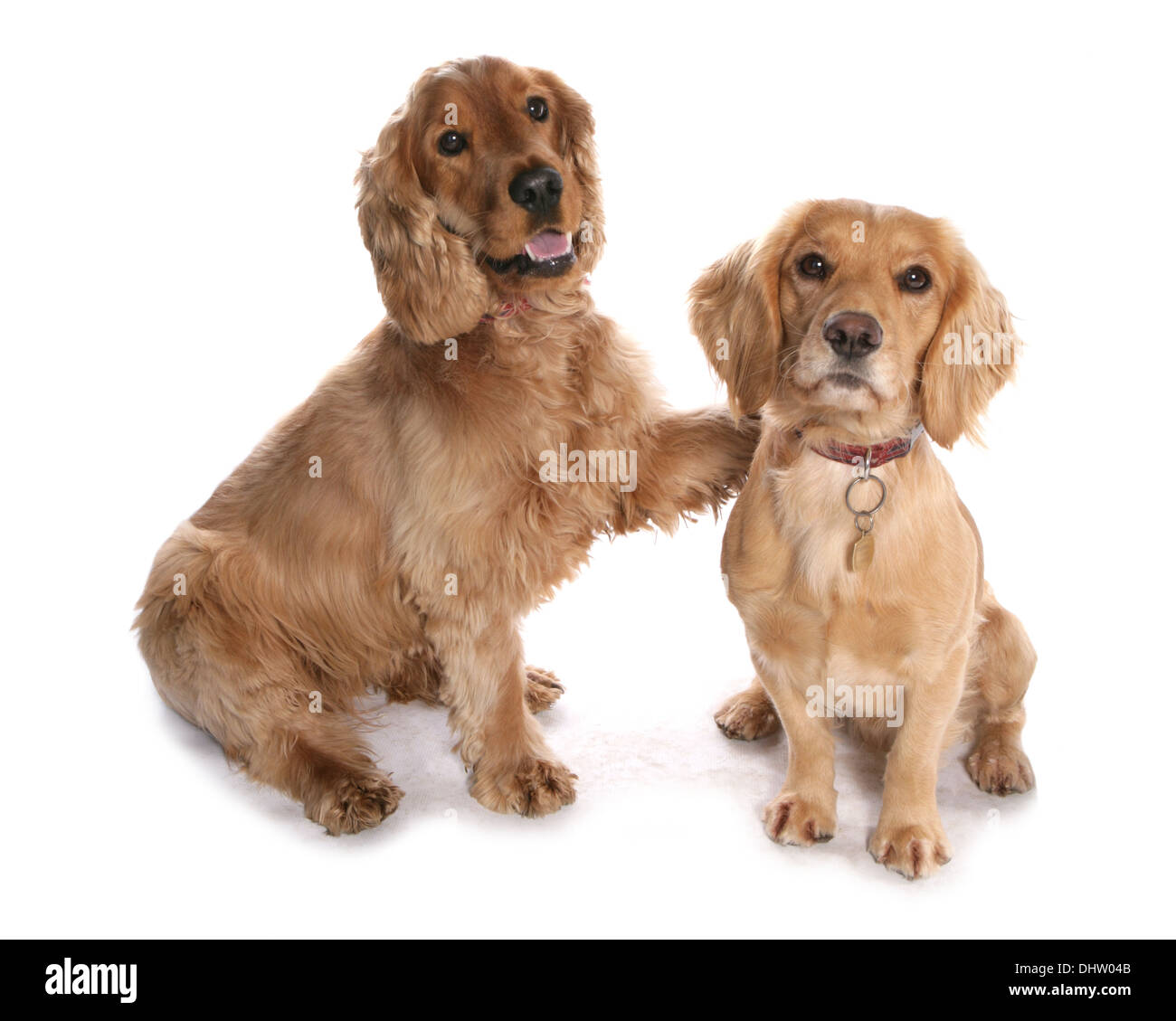 Cocker spaniel dogs hi-res stock photography and images - Alamy