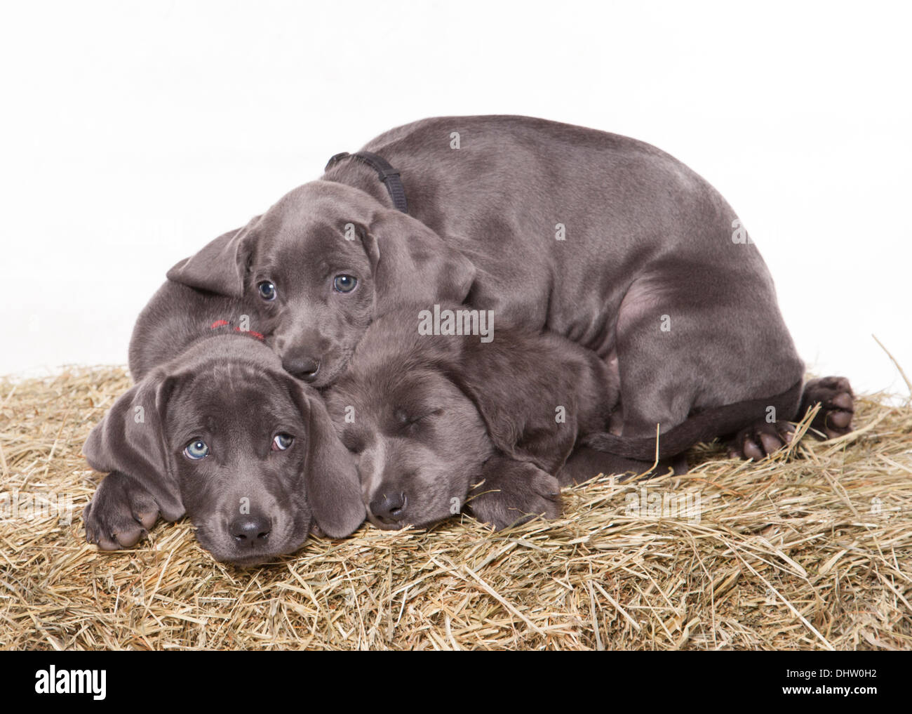 Three Puppies High Resolution Stock Photography and Images - Alamy