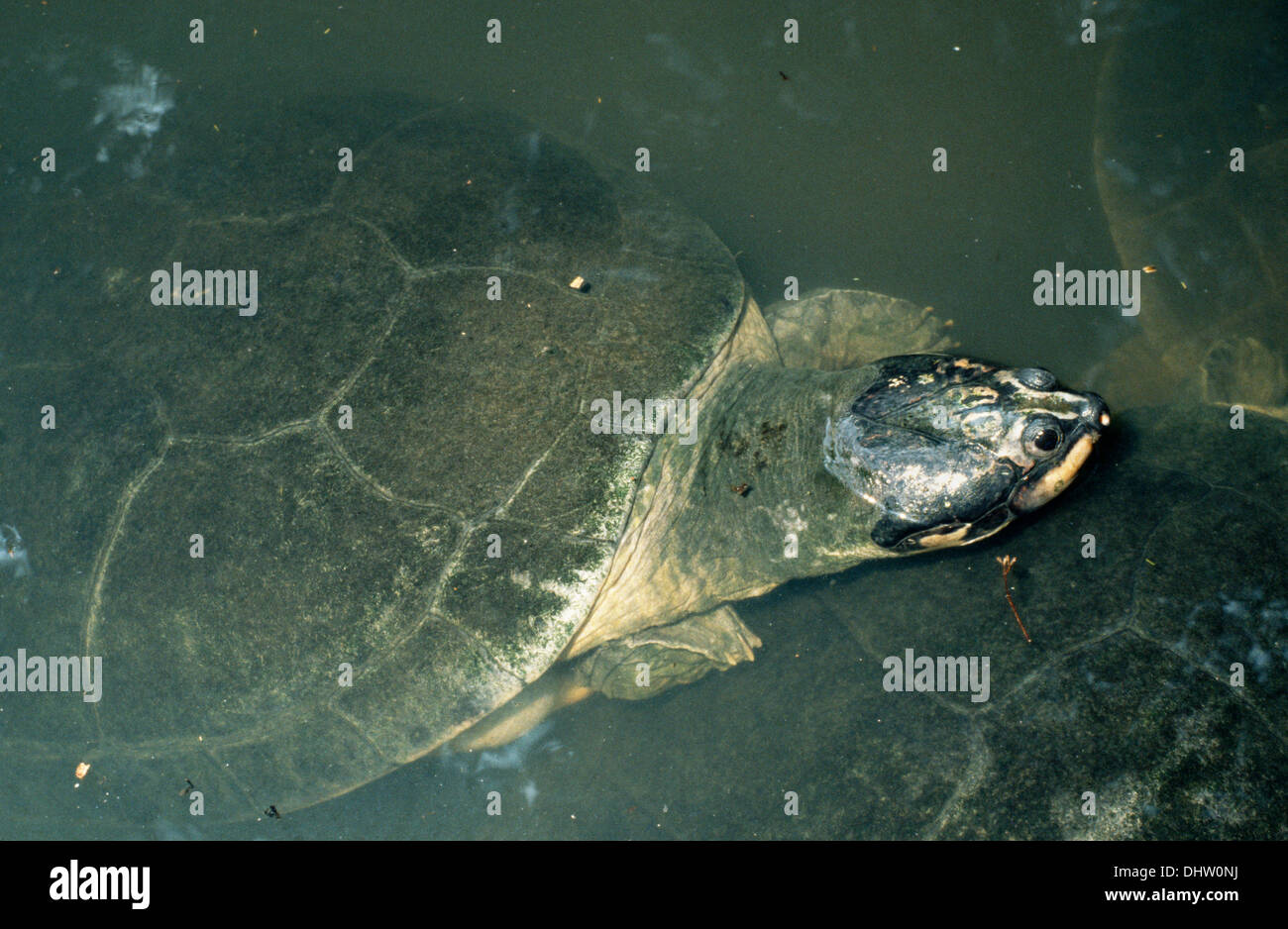 turtle, delta of amazonas river, belem, state of para, brazil, south ...