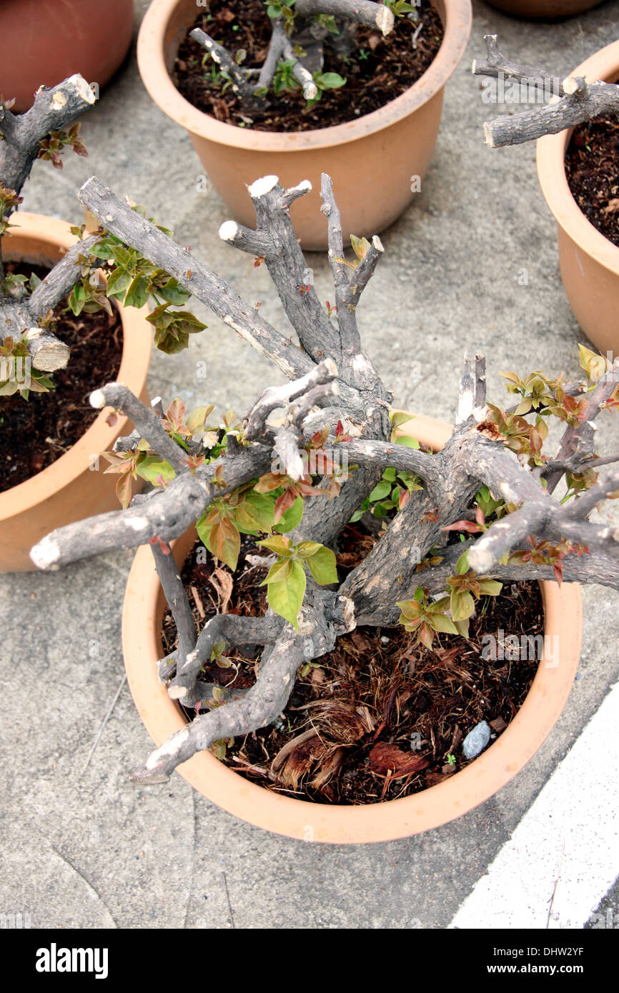 The Pruning tree species growing in the garden Stock Photo - Alamy