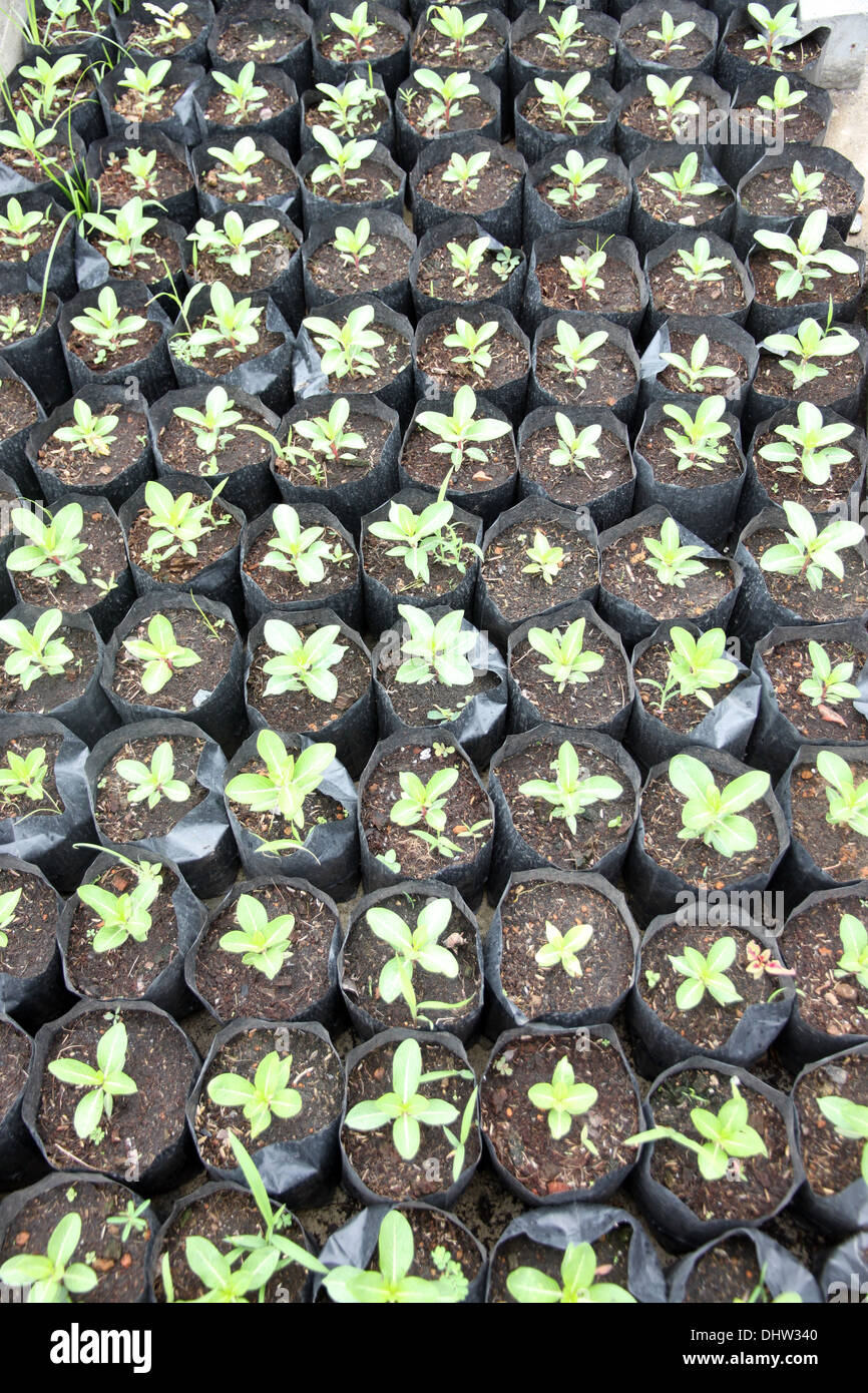 Many The Seedling growing in the black bag to the species Stock Photo ...