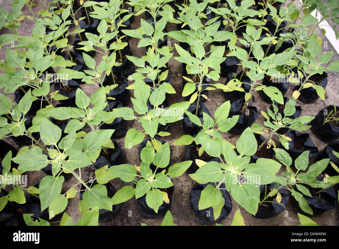 Seedling in the sun hi-res stock photography and images - Alamy
