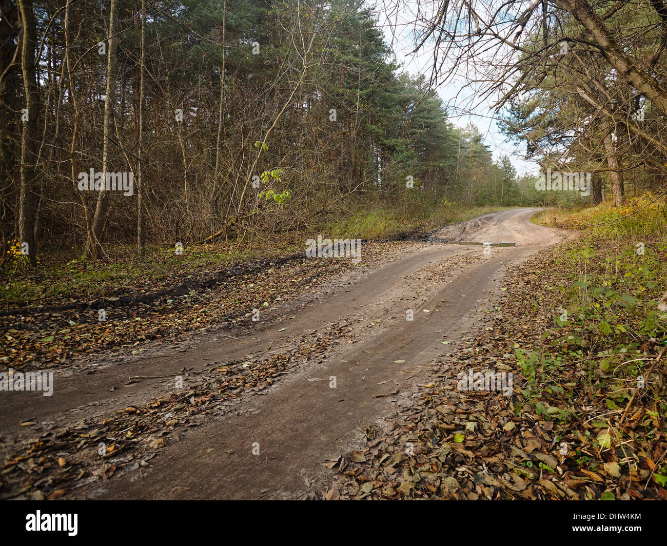 Country road through the autumn forest Stock Photo - Alamy