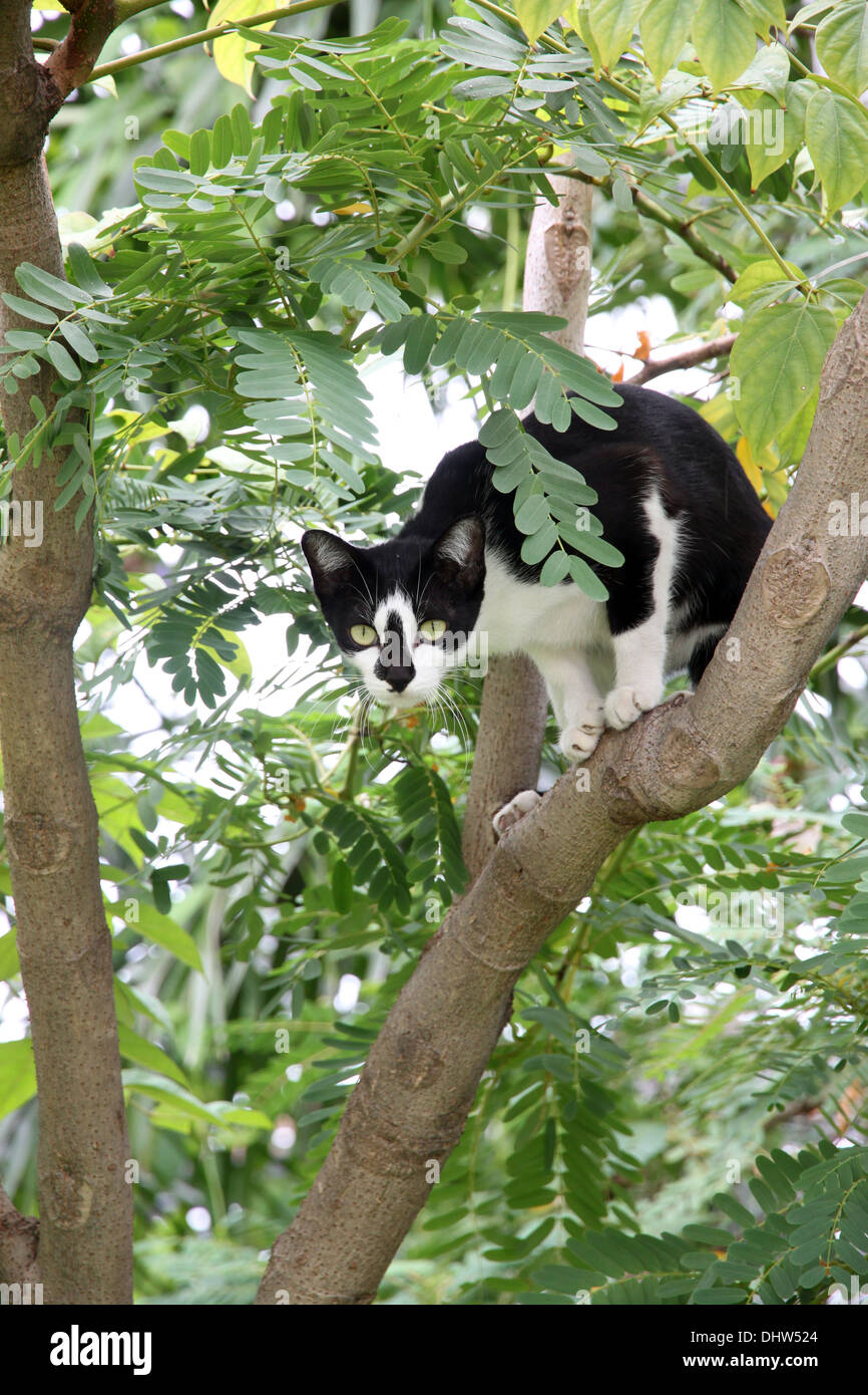 Black cat tree hi-res stock photography and images - Alamy