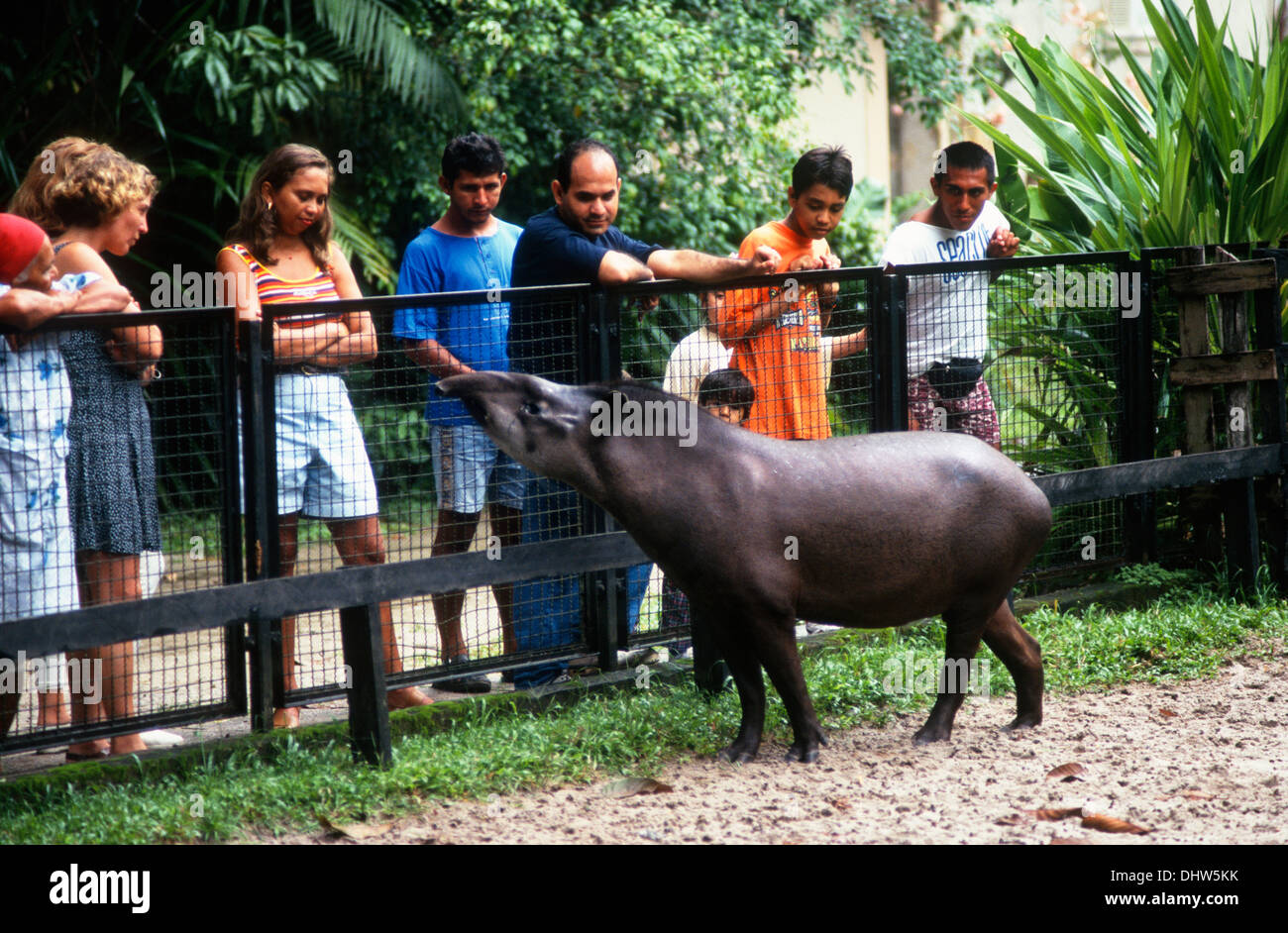 Amazon Tapirs Stock Photos & Amazon Tapirs Stock Images - Alamy
