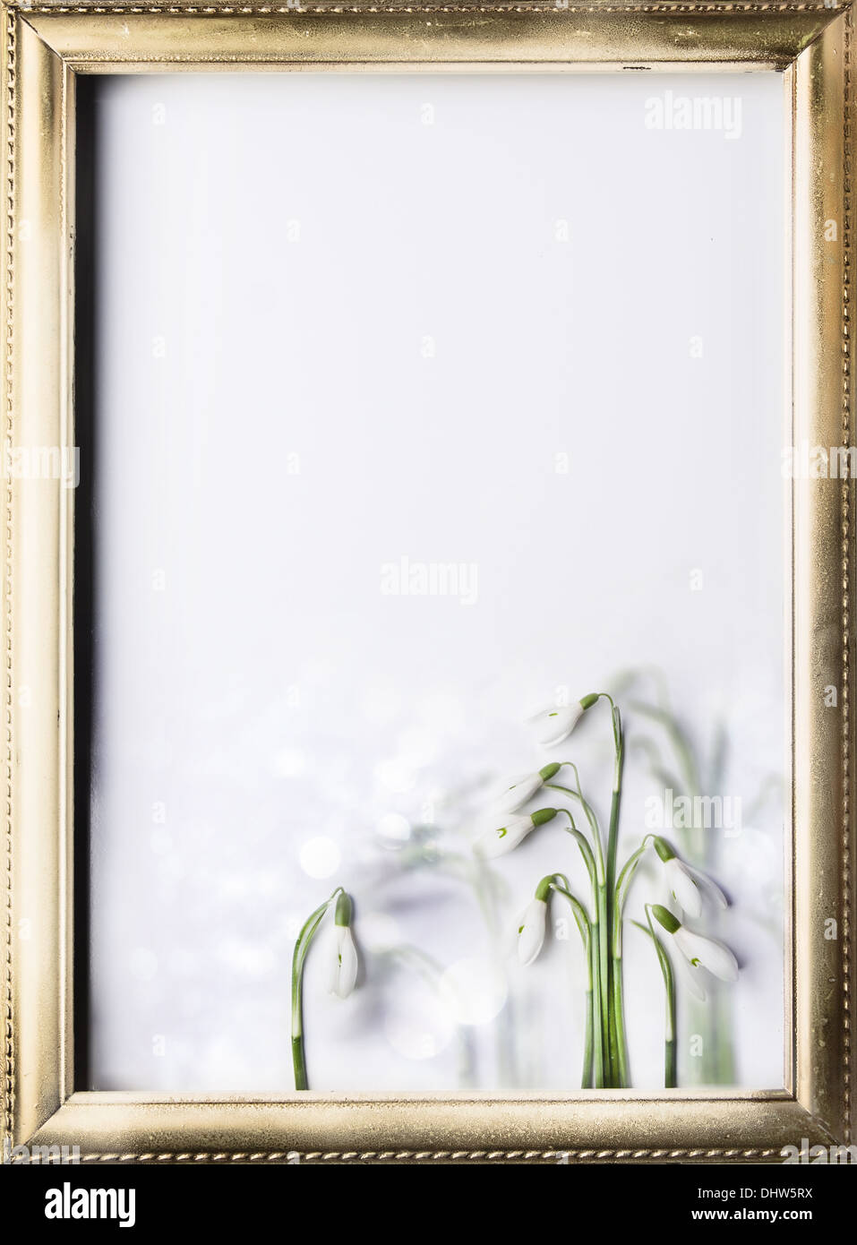 beautiful white snowdrops isolated over white on gold frame Stock Photo ...