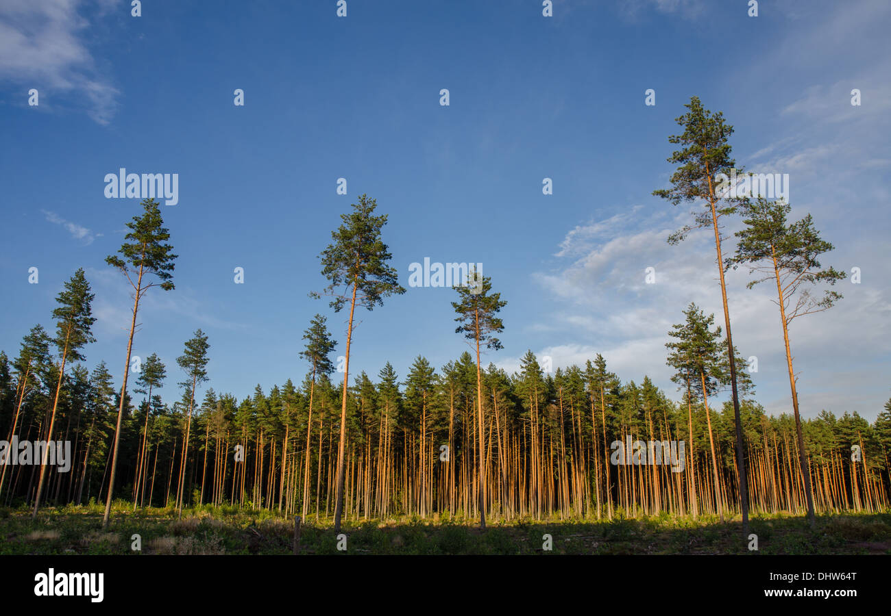 Pine tree copse hi-res stock photography and images - Alamy
