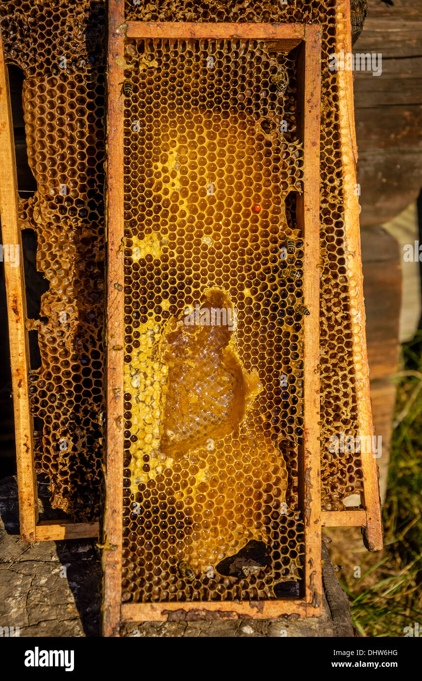 Honeycomb frames filled with honey Stock Photo - Alamy