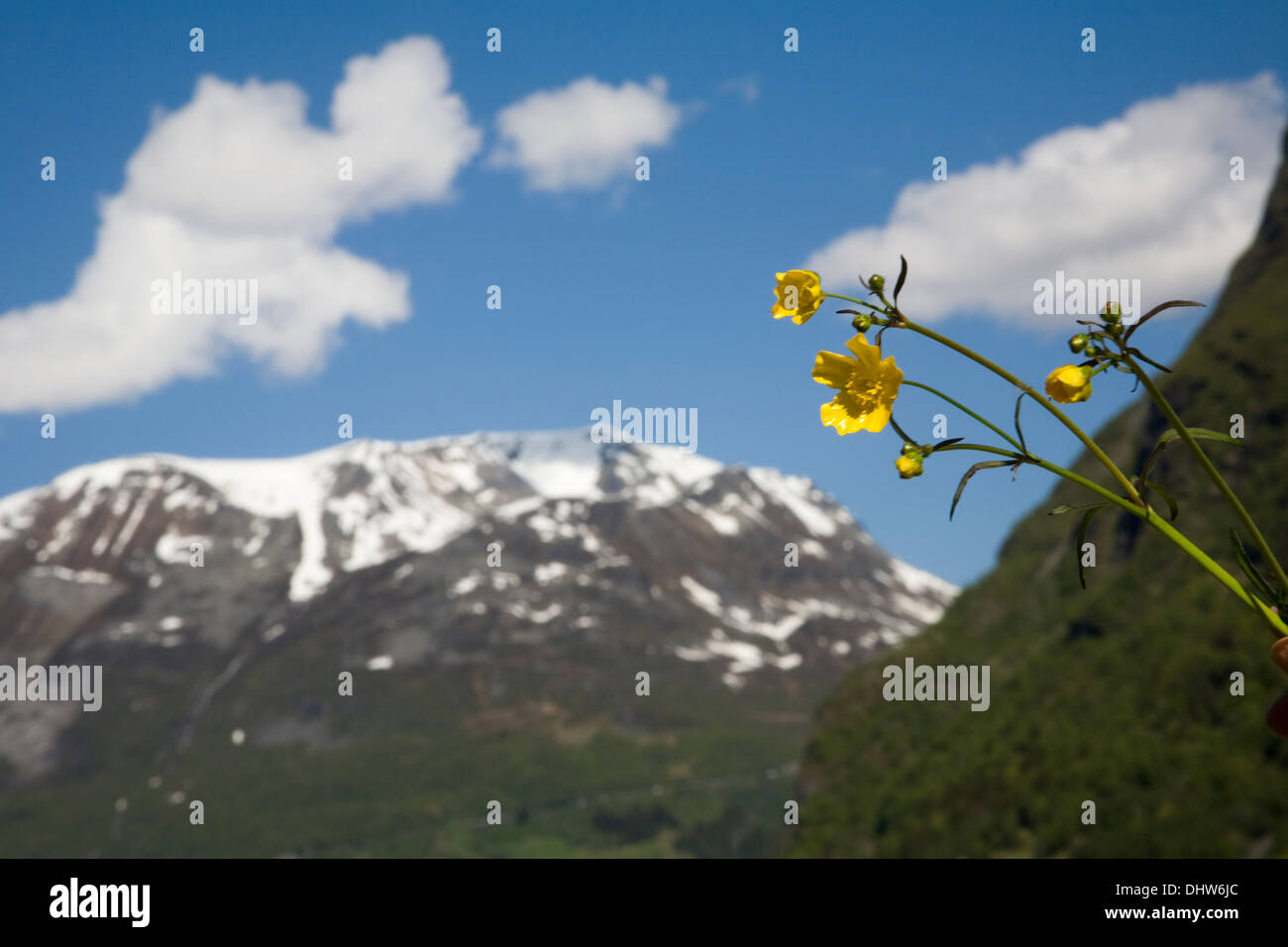 Flydal viewpoint Geiranger Meadow Buttercup Ranunculus acris Stock ...