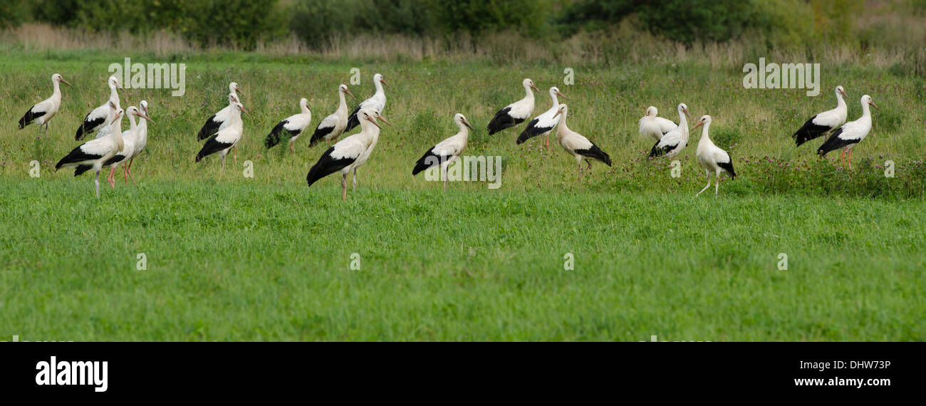 flock of stork Stock Photo - Alamy