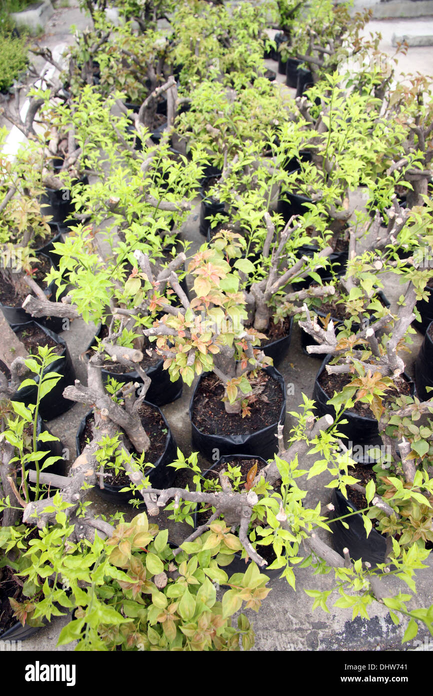 The many seedlings in the garden and prepare it for planting Stock ...