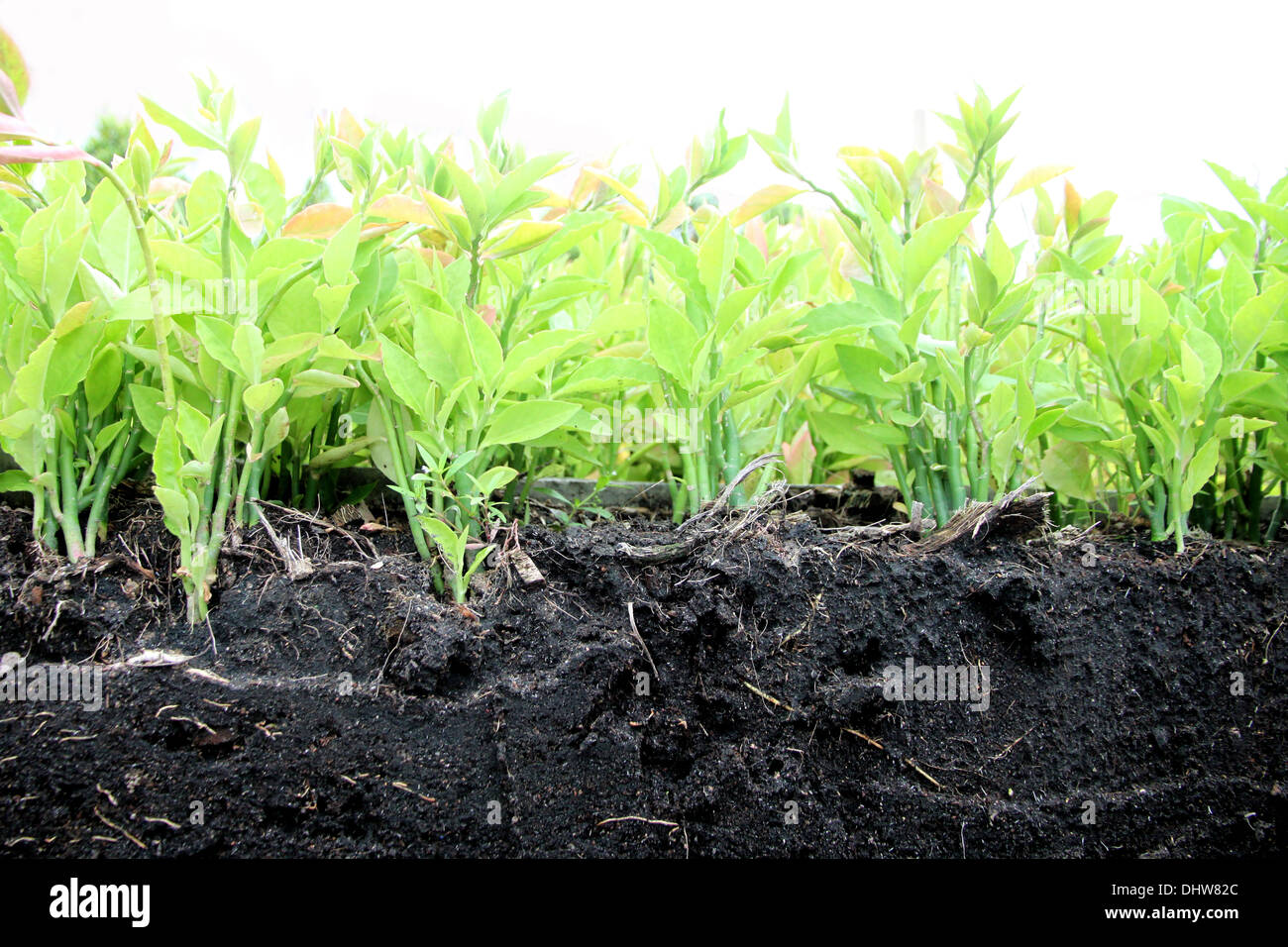 The many seedlings for planting starting to show the ground and the ...