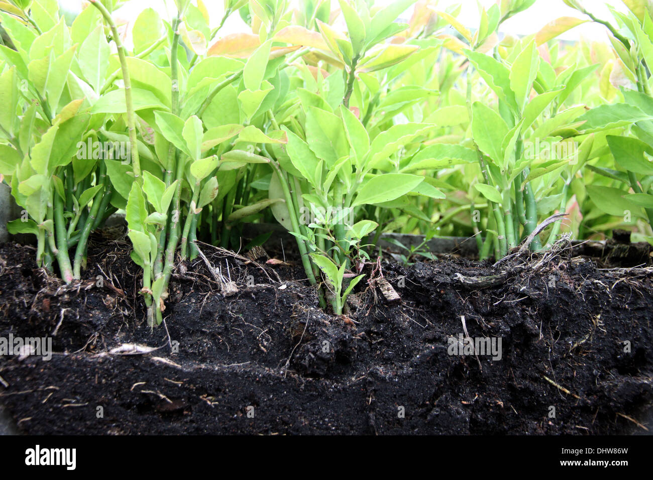 The many seedlings for planting starting to show the ground and the ...
