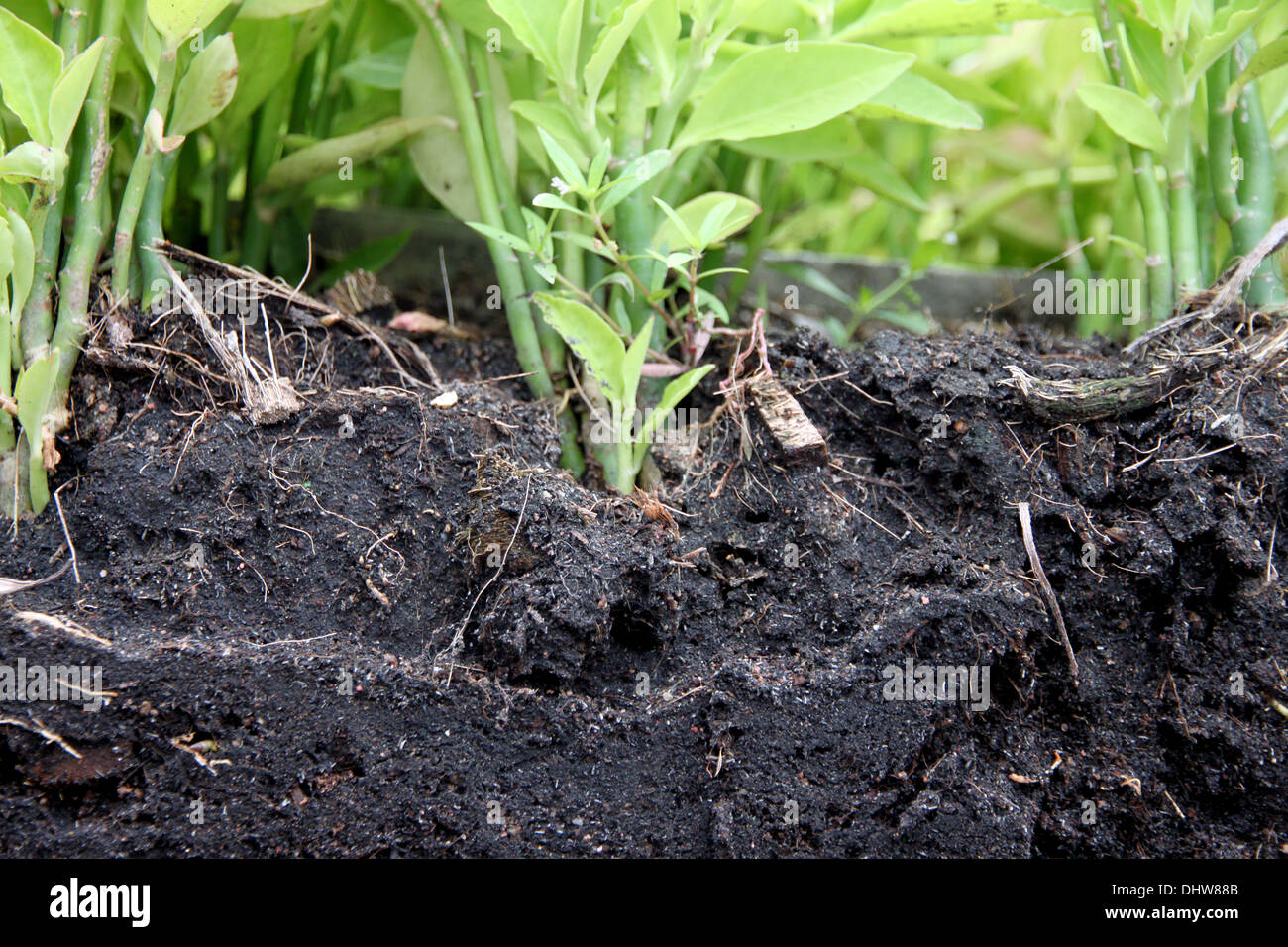 The seedlings for planting starting to show the ground and the tree ...