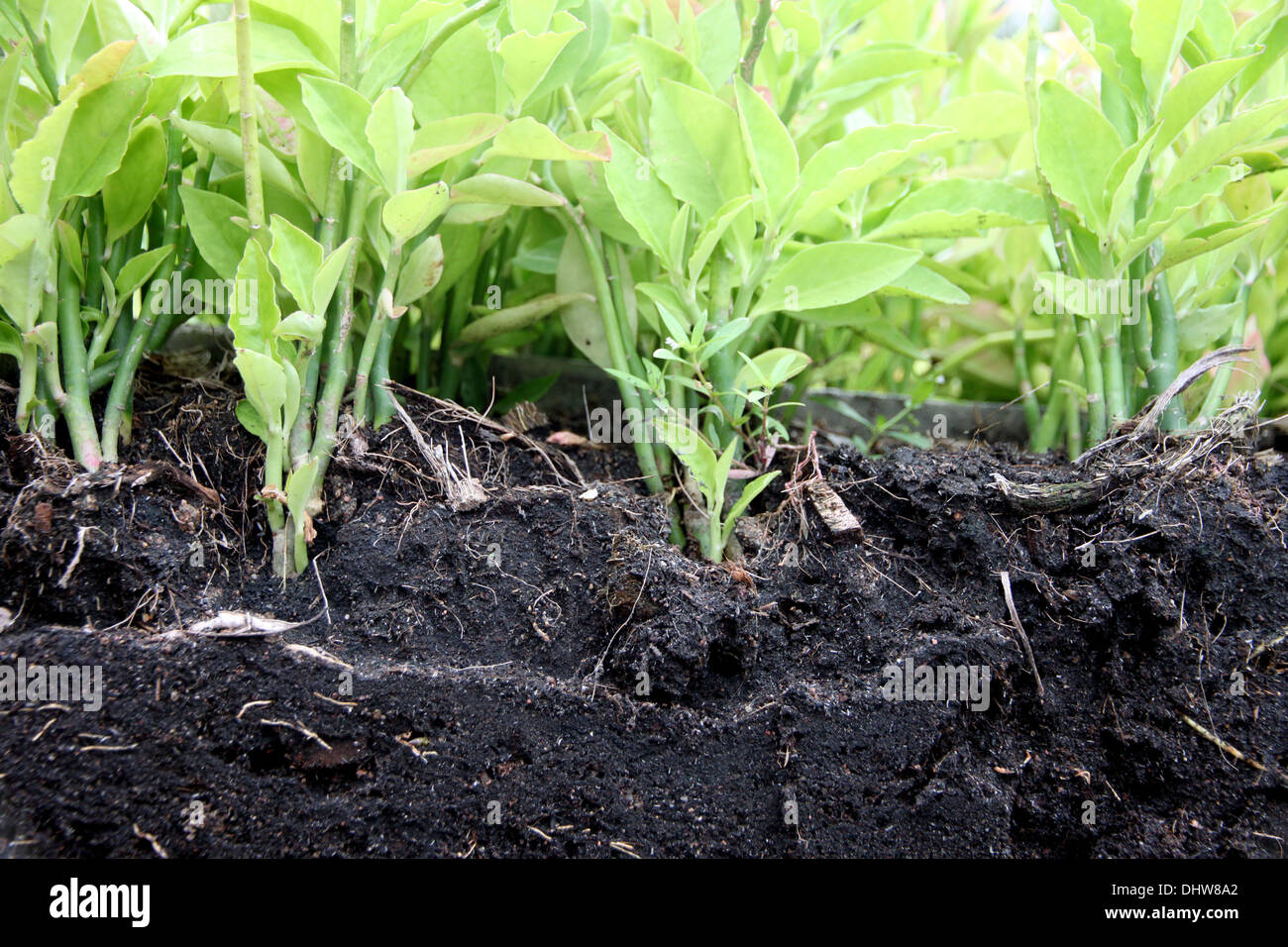 The many seedlings for planting starting to show the ground and the ...