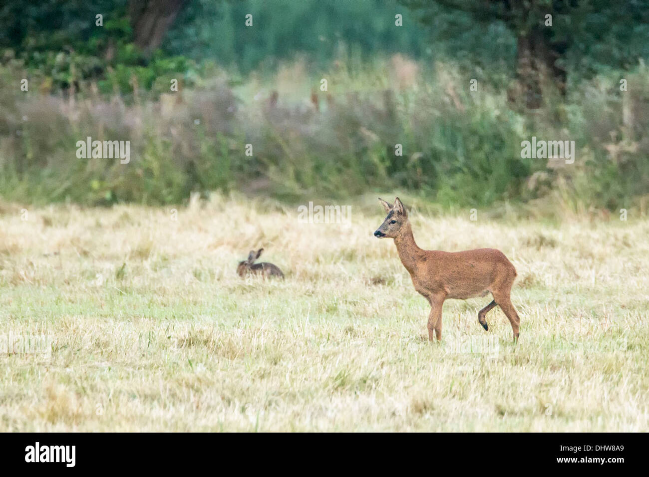 Grass forest land hare hi-res stock photography and images - Alamy