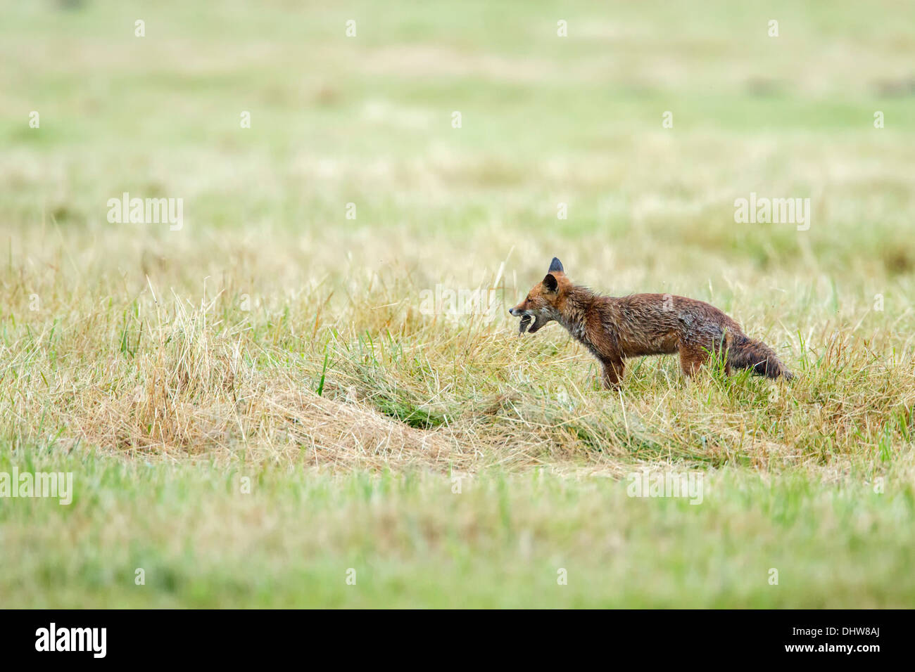 Netherlands, 's-Graveland, Young red fox eating mouse Stock Photo - Alamy