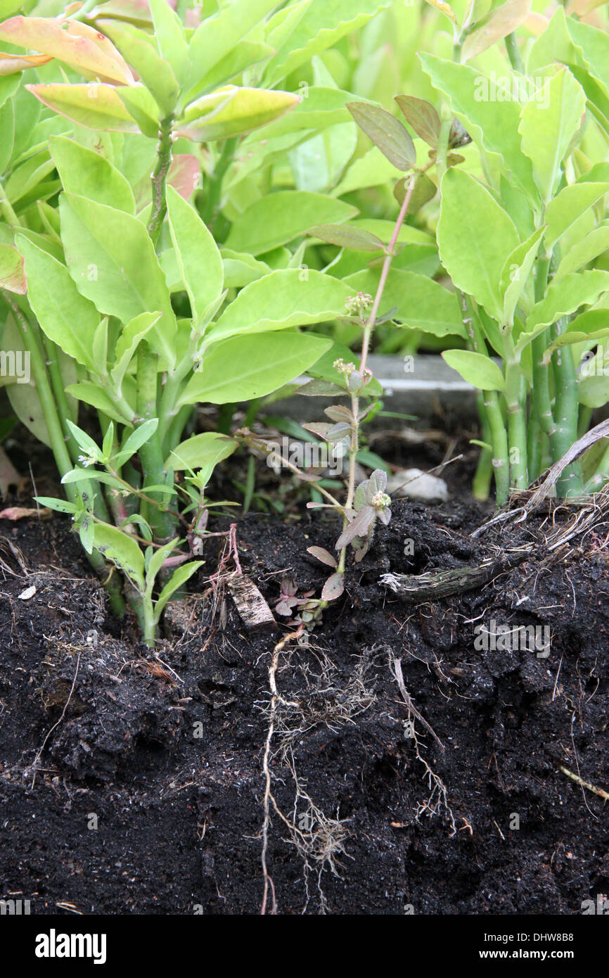 The seedlings for planting starting to show the ground and the tree ...