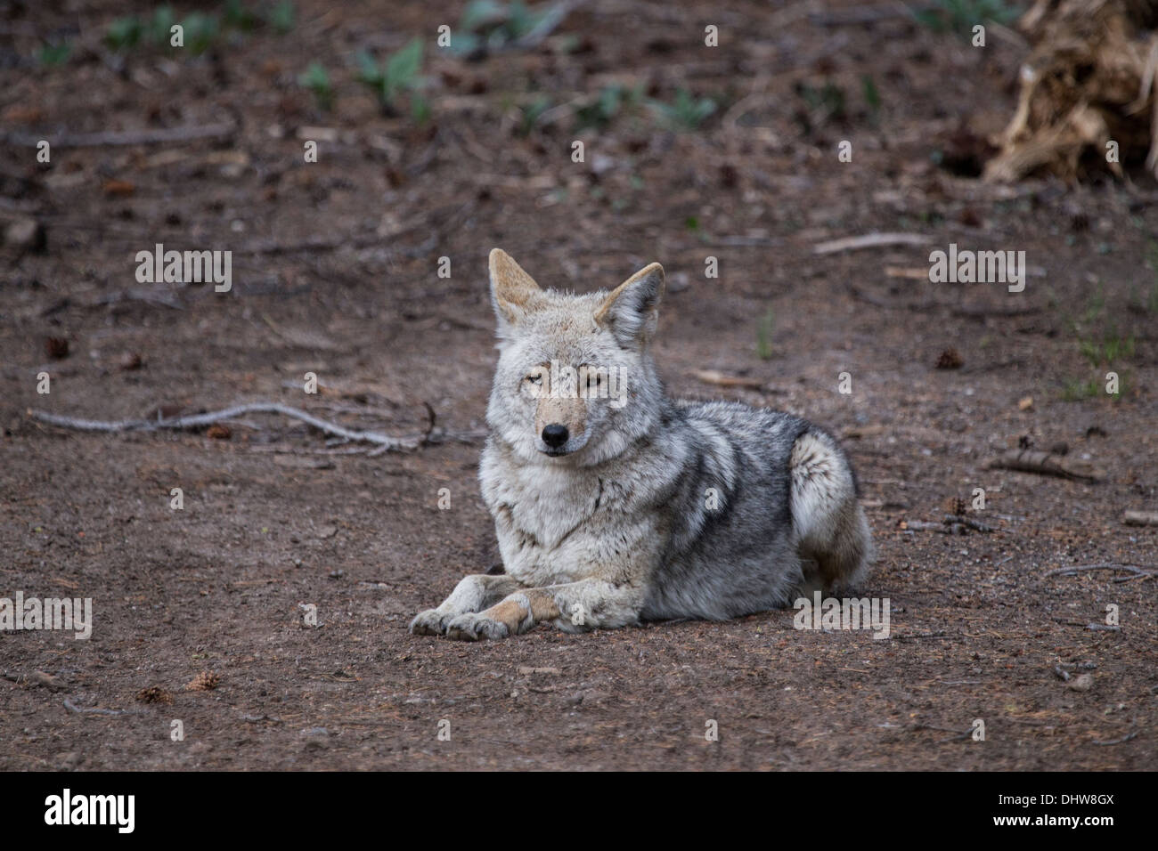 Wild Timber wolf in Yosemite Park USA Stock Photo - Alamy