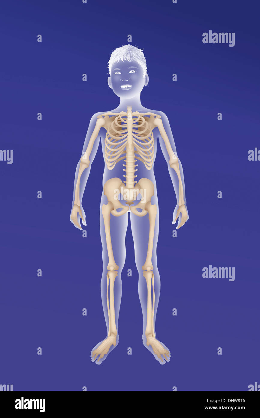Human skeleton illustration child hi-res stock photography and images ...