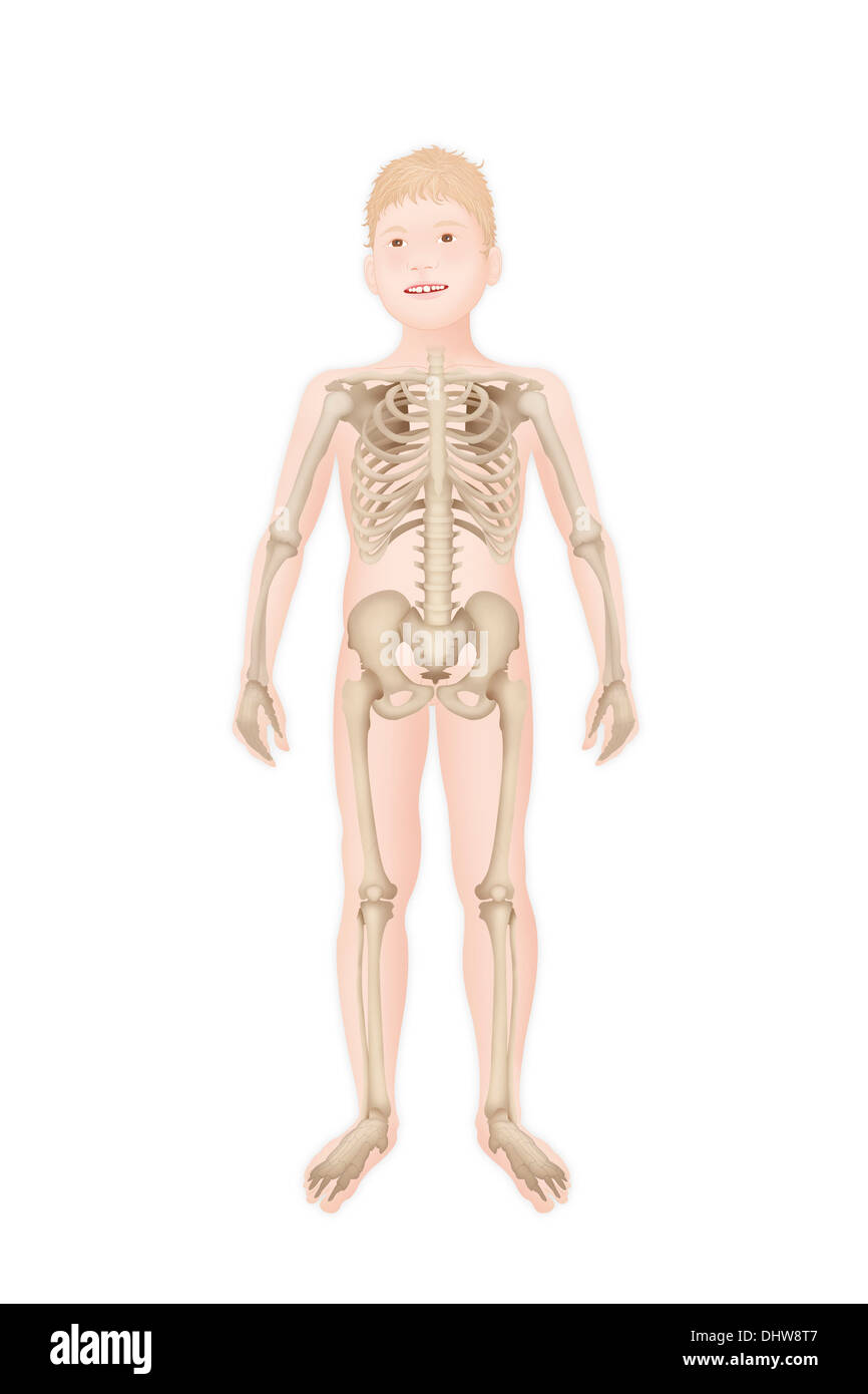 Child skeleton anatomy hi-res stock photography and images - Alamy
