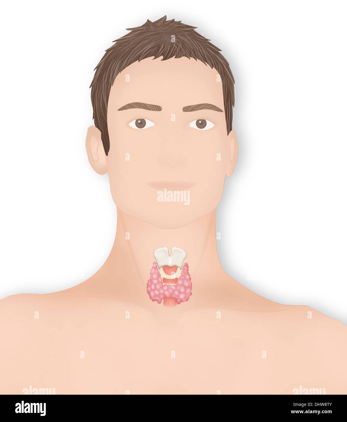 Thyroid cartilage gland hi-res stock photography and images - Alamy