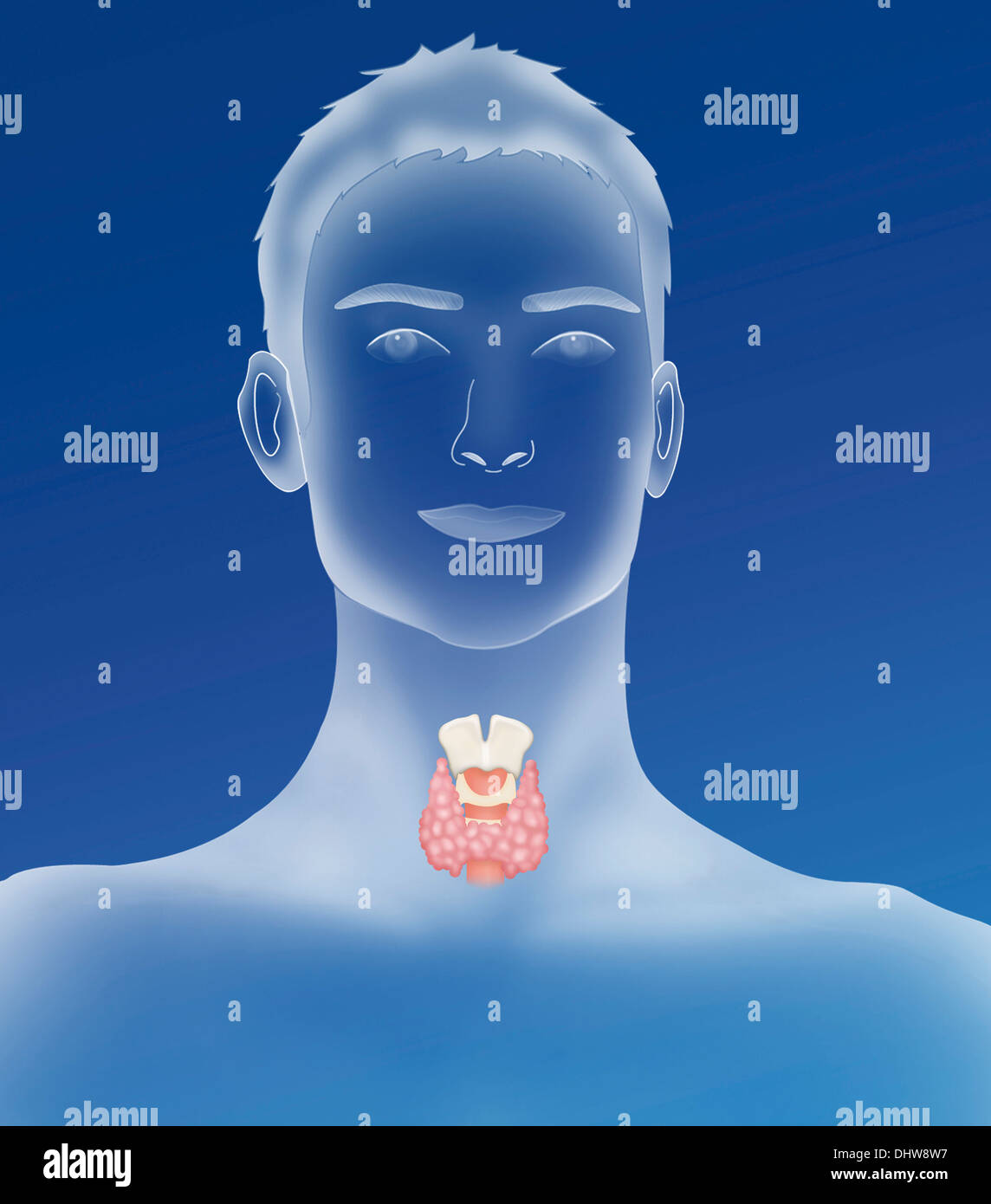 Healthy thyroid glands hi-res stock photography and images - Alamy